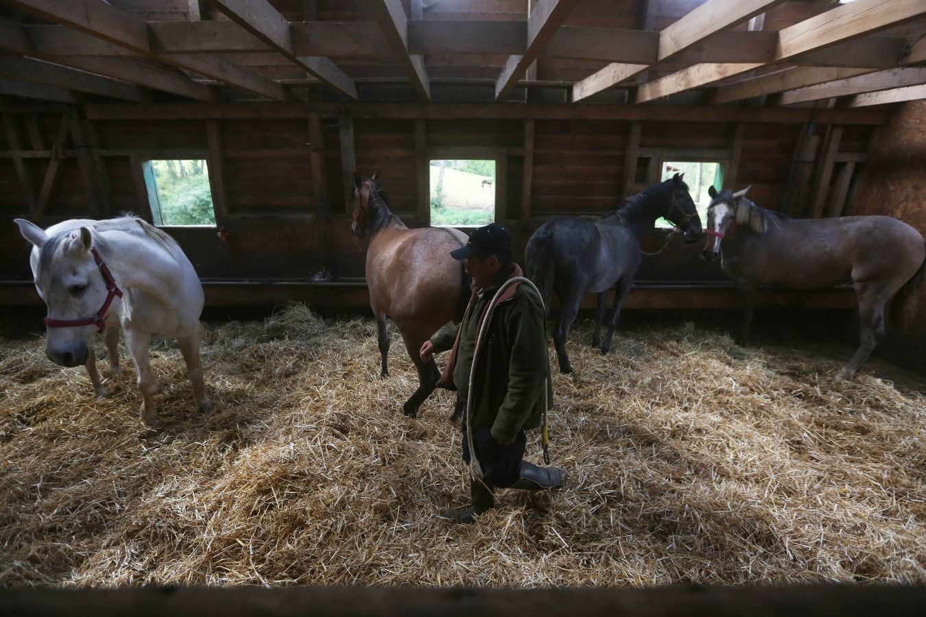 Chile recupera el caballo de pura raza española cinco siglos después ...