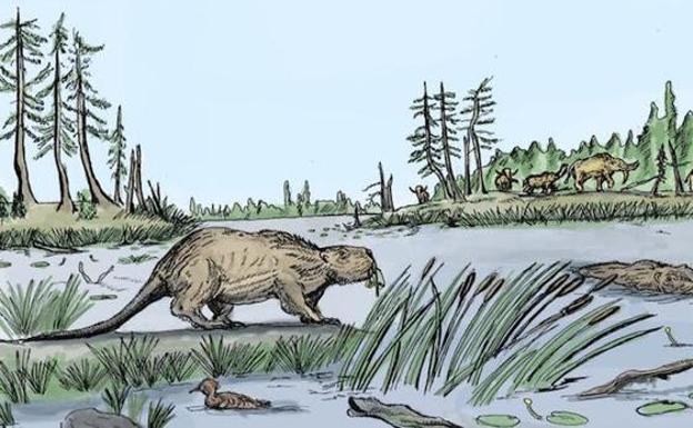 ¿Por qué desaparecieron los castores de tamaño humano hace 10.000 años ...