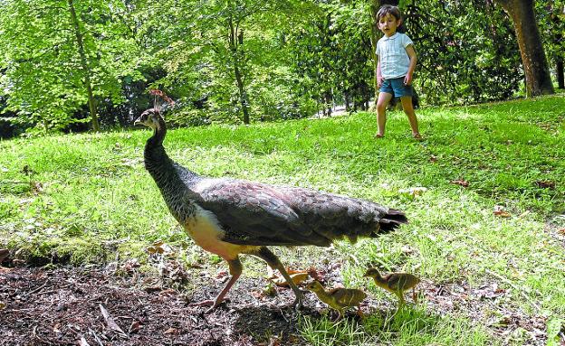 La pava real con sus crías en Cristina Enea | El Diario Vasco