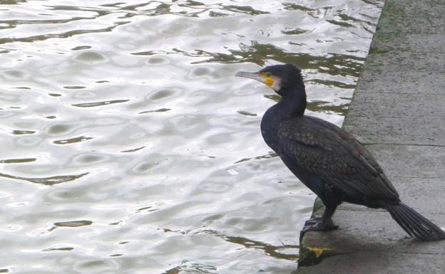 Azti evalúa cómo se adecuan las áreas protegidas para especies de ...